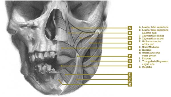 Understanding Anatomy: Lips | Artists Network