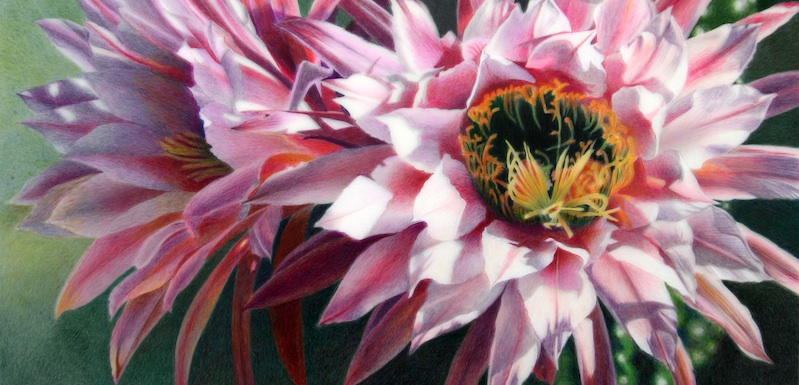 Creative Colored Pencil Techniques | Artists Network