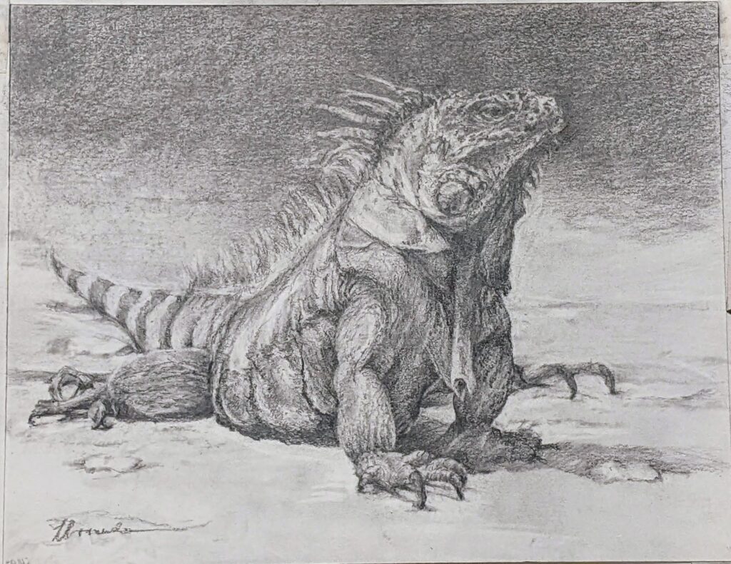 Drawing Together Episode 142: Iguana | Artists Network