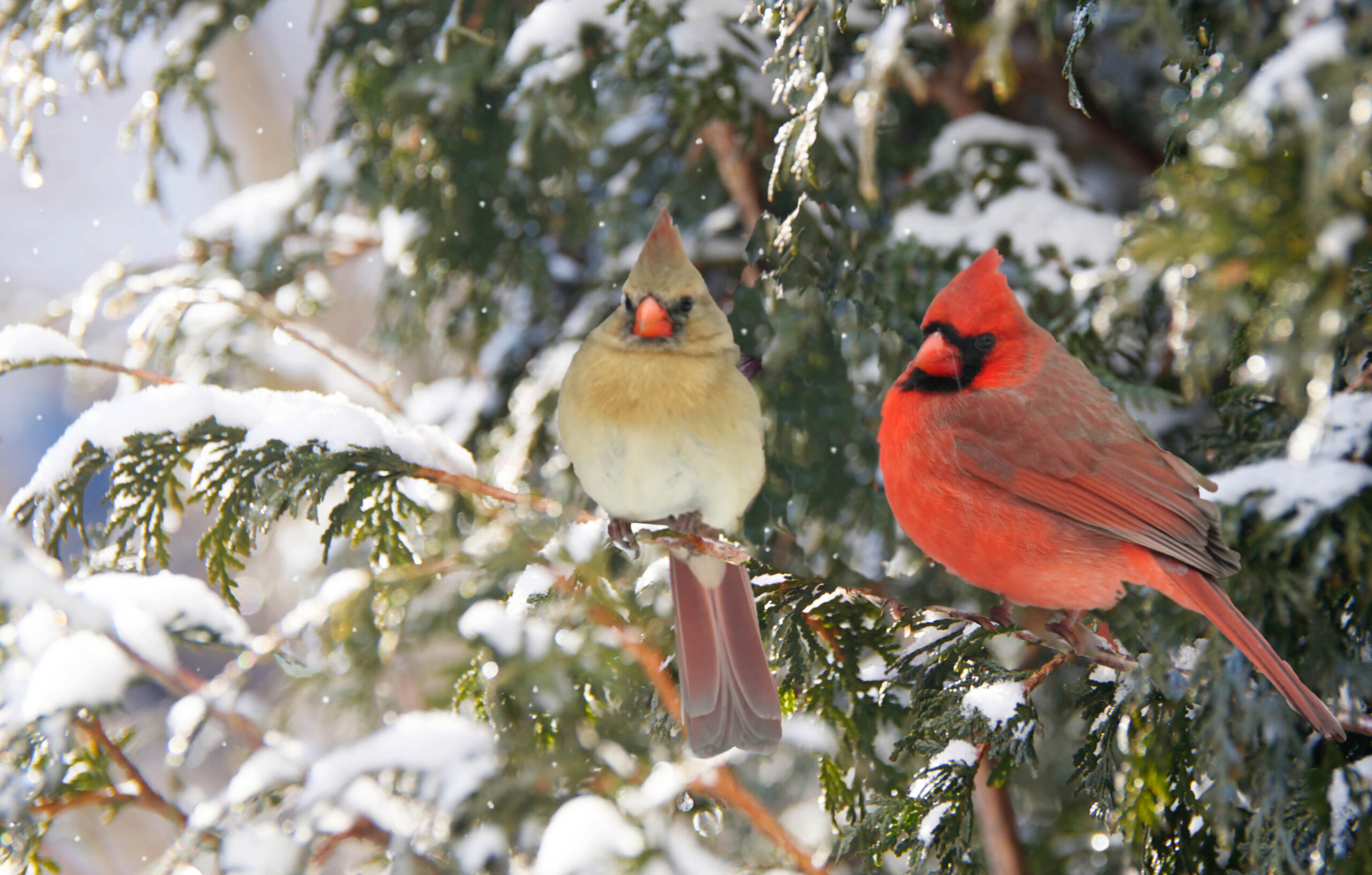 Breakthrough Paint Along: A Vivid Portrait of Colorful Birds | Artists ...